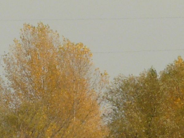 forest side view texture 0005 - Texturelib